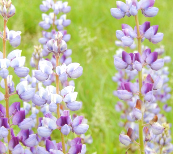 A Prayer to Be Preserved Blameless At His Coming — 1 Thessalonians 5:23 ...