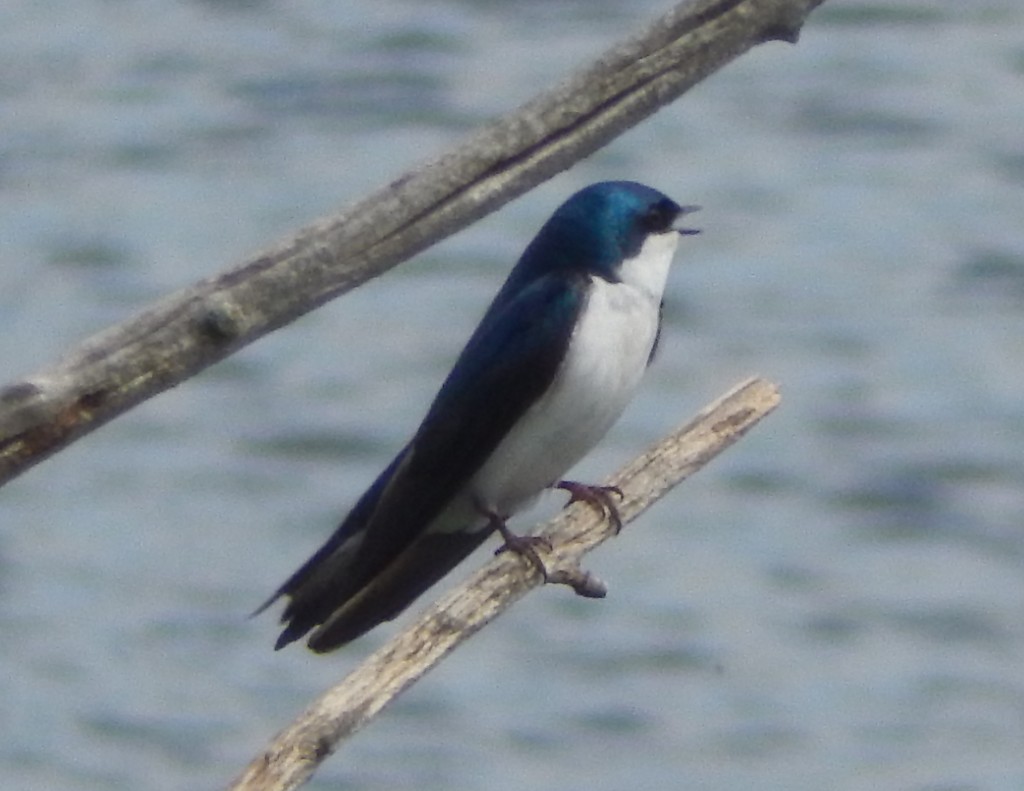 Seeing More Birds | Prayer A to Z